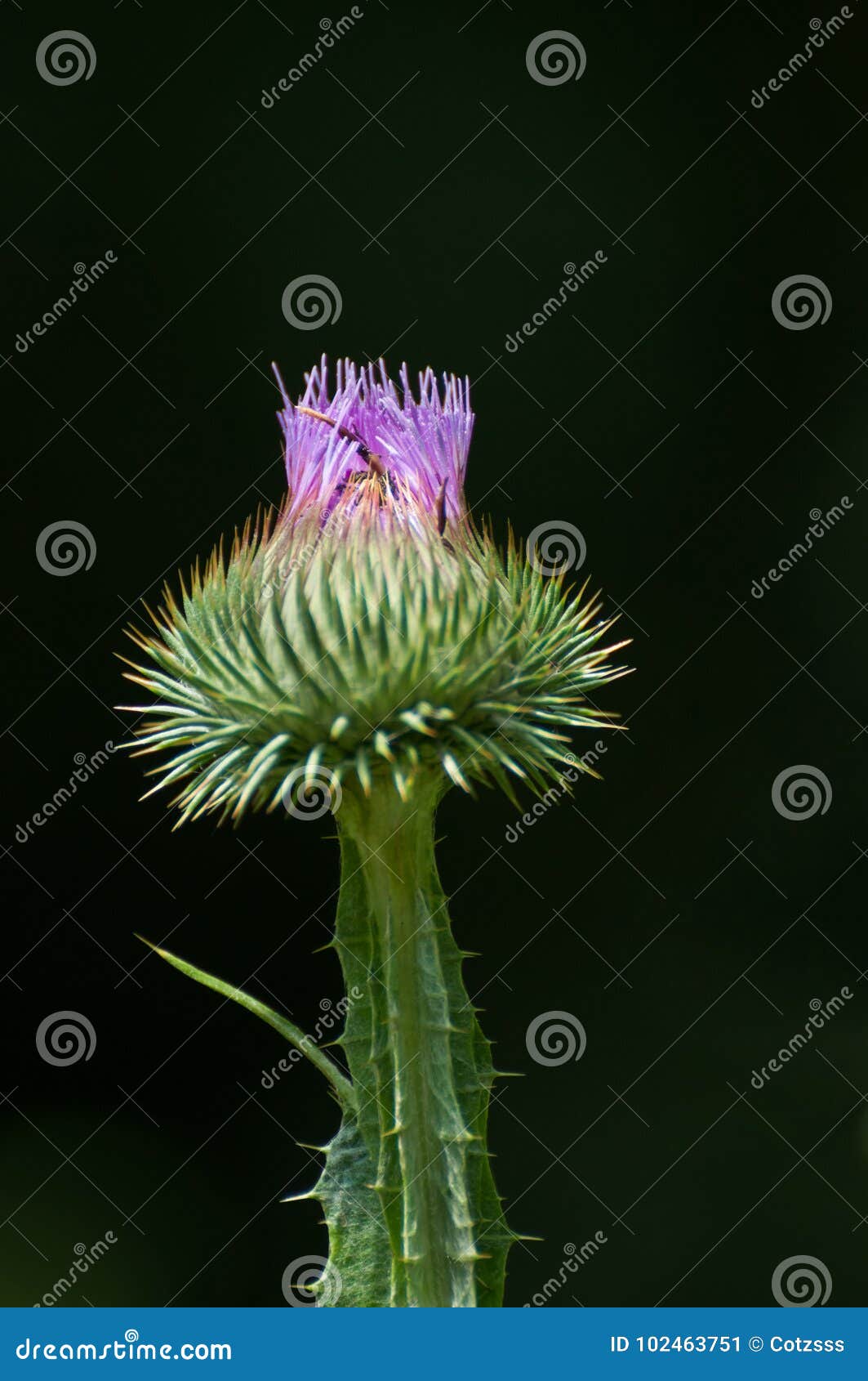 Blooming Thistle on a Black Background Stock Image - Image of close ...