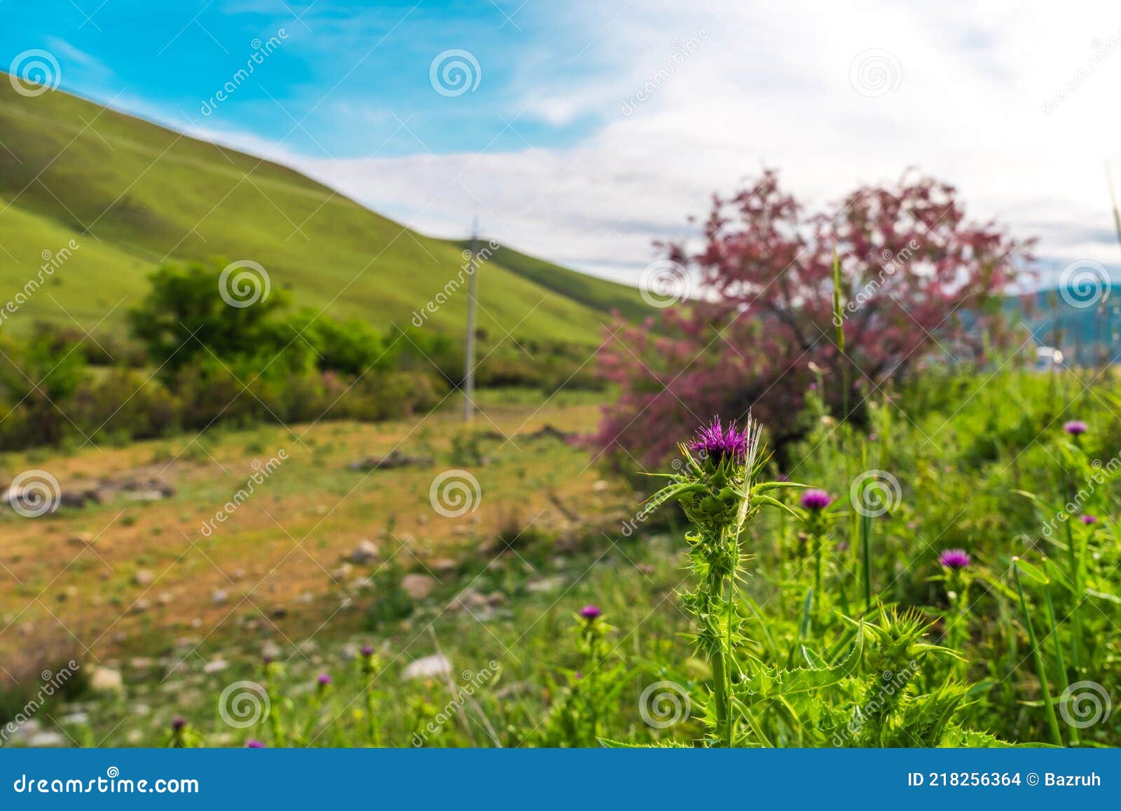 Blooming Thistle in the Highlands Stock Photo - Image of background ...