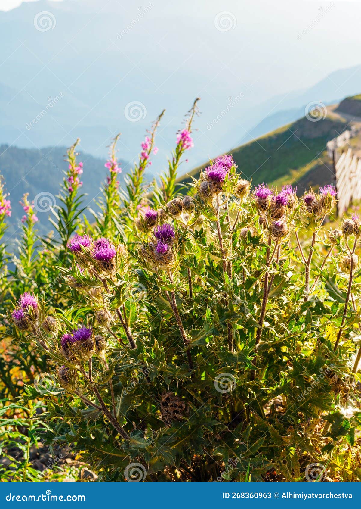 Dry Thistle And Mountain Goats In The Background. Carduus, Thistle, Is A Genus Of Flowering ...
