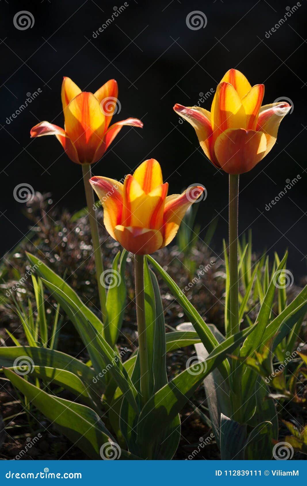 Blooming Three Tulips Flowers. Stock Image - Image of idyllic, flower ...
