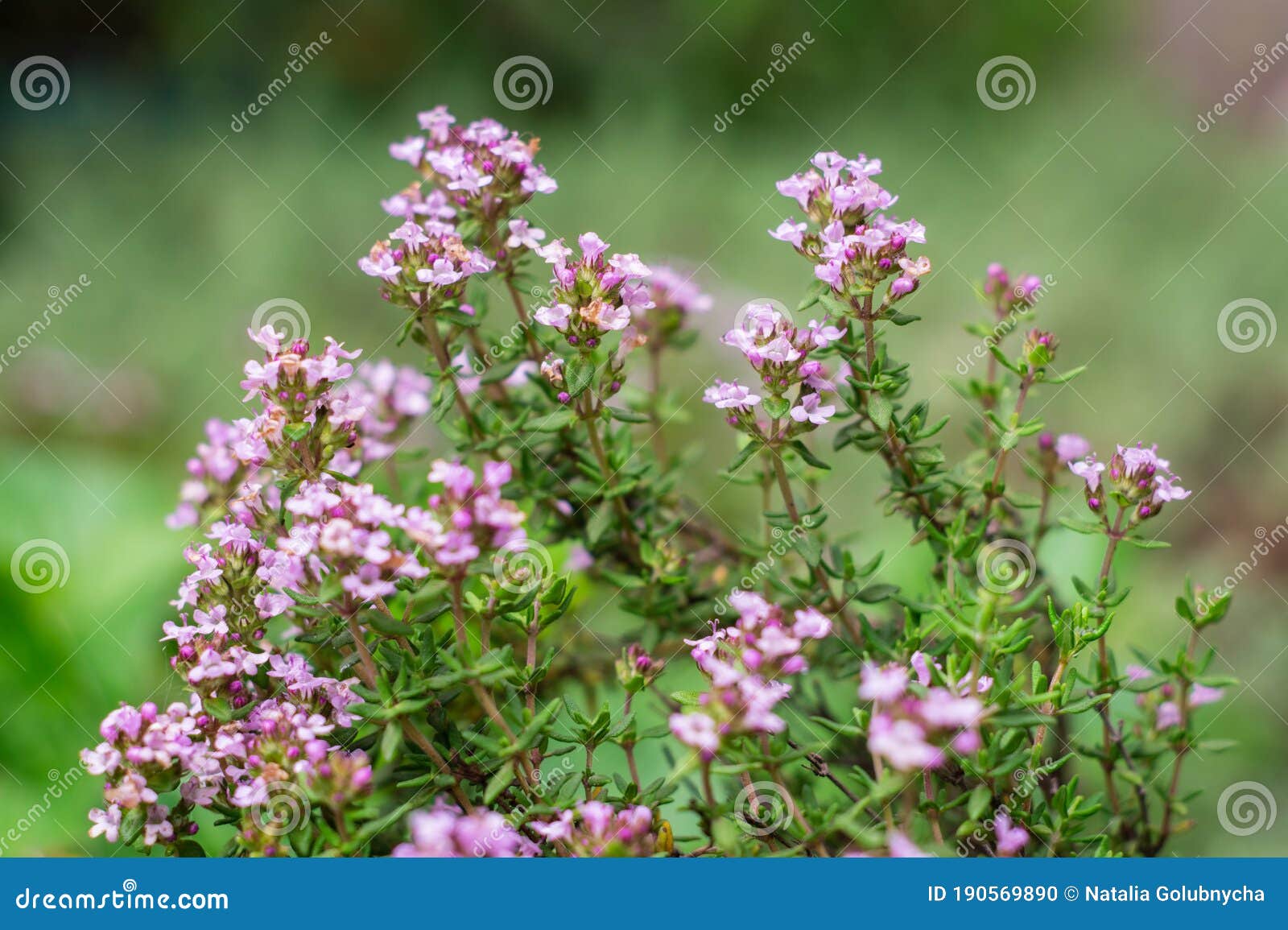 Blooming Thyme Bush. Culinary and Decorative Herb Stock Photo - Image ...