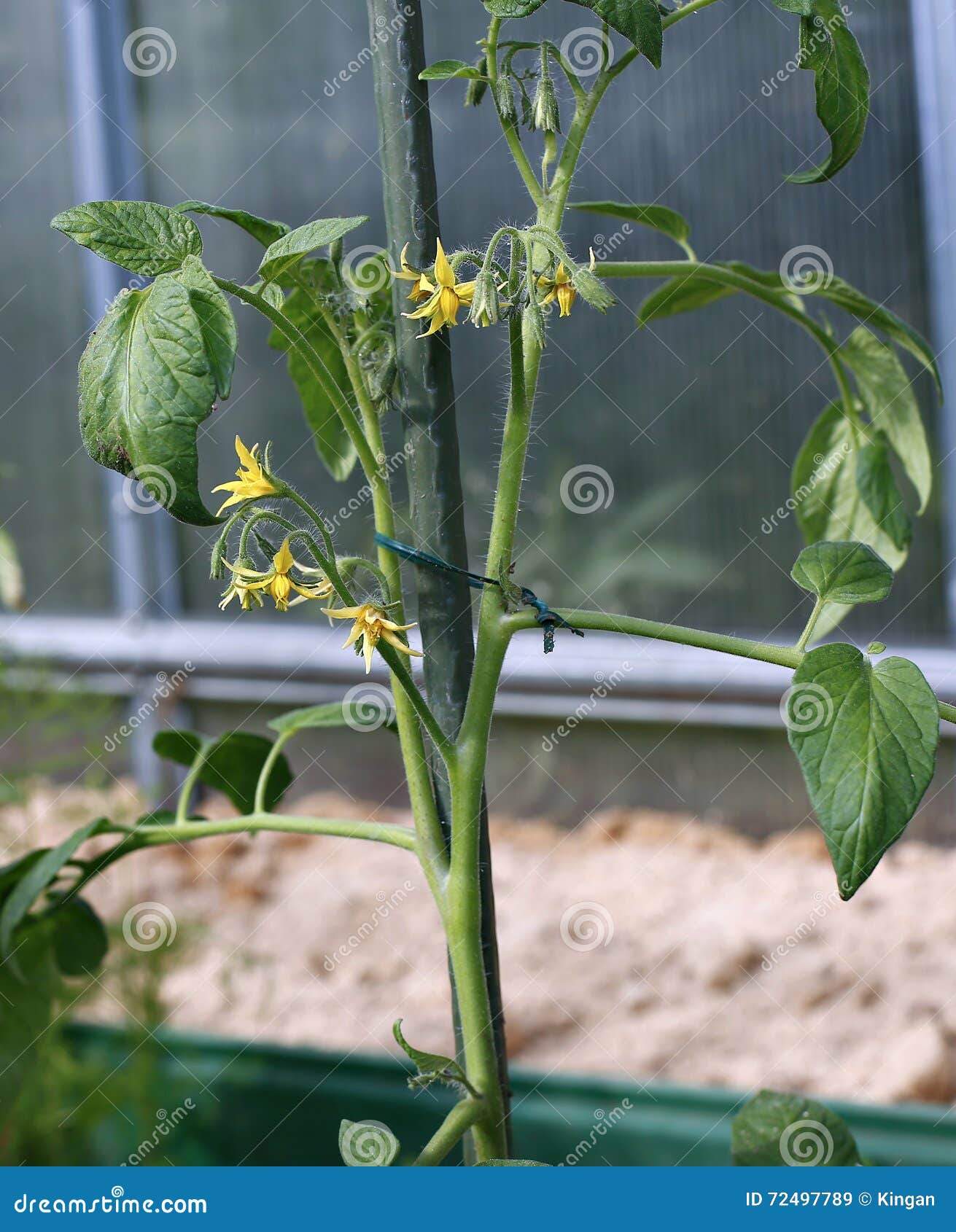 Blooming Tomato Plant and Bud Stock Image - Image of sowing, bush: 72497789