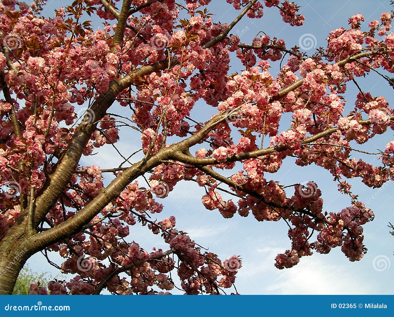 Blooming tree stock image. Image of flower, park, blossom - 2365