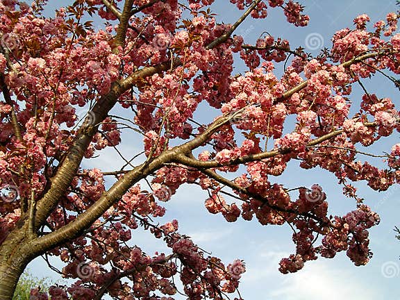 Blooming tree stock image. Image of flower, park, blossom - 2365