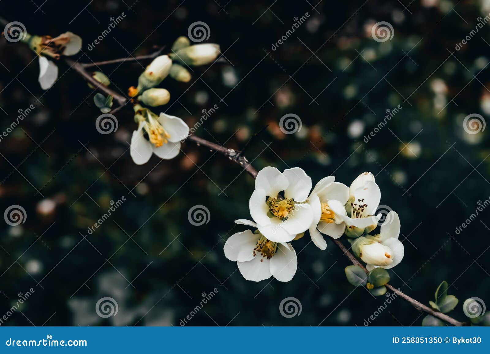 Blooming Tree in the Garden, Close-up. Spring Flowering. White Flowers ...