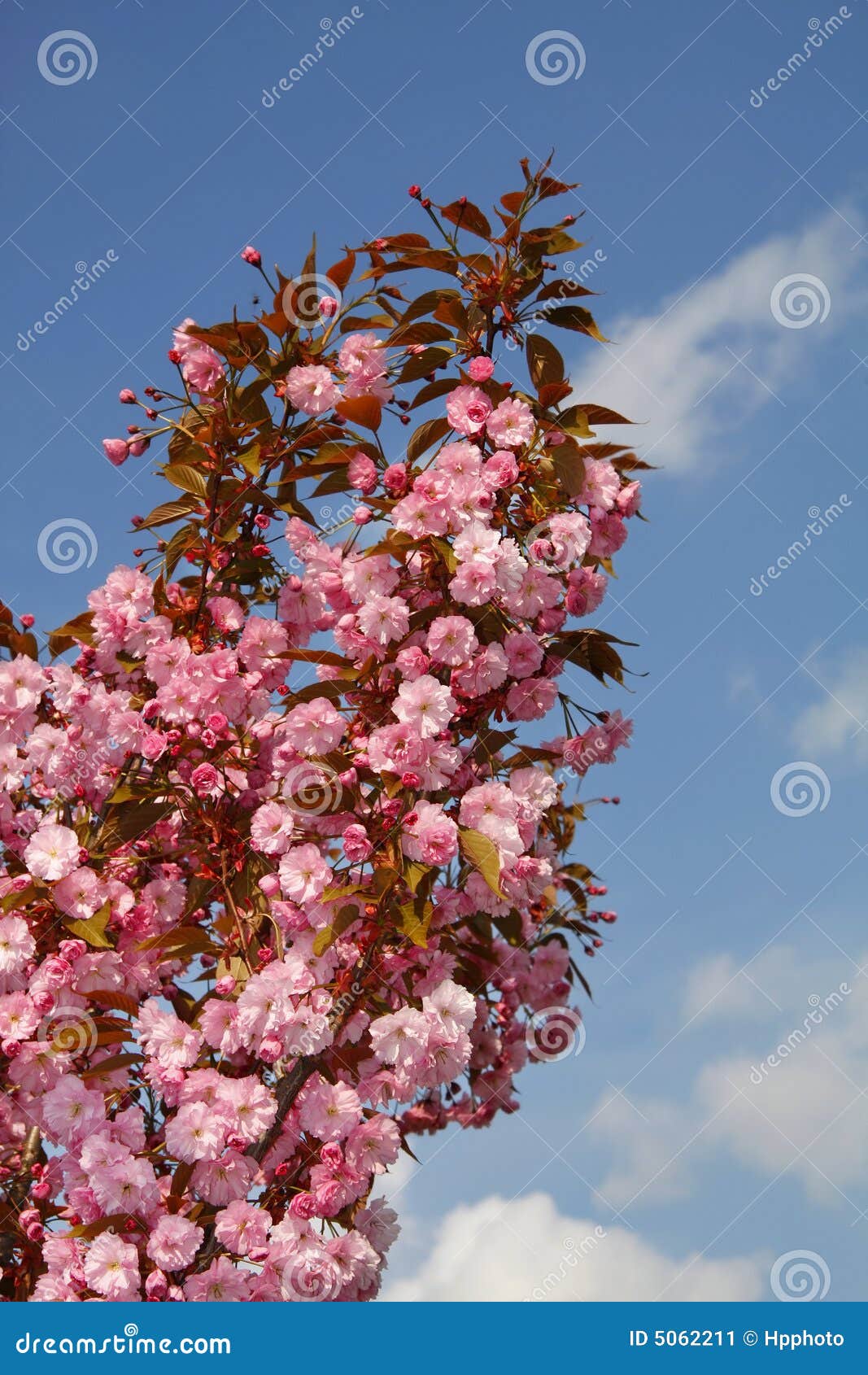 Blooming tree stock image. Image of march, outdoors, floral - 5062211