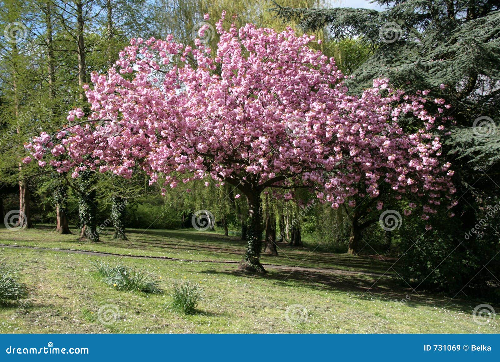 Blooming tree stock image. Image of beginning, blooming - 731069