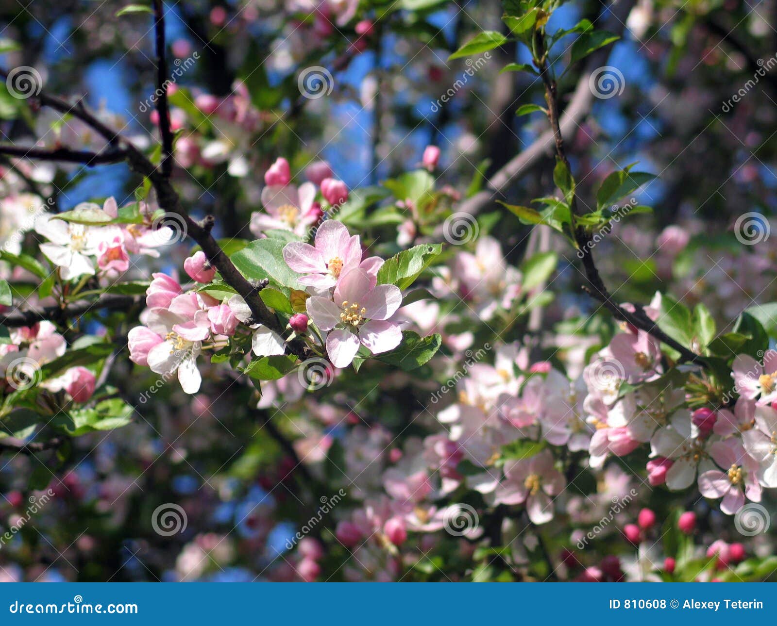 Blooming tree stock photo. Image of blue, blooming, summer - 810608