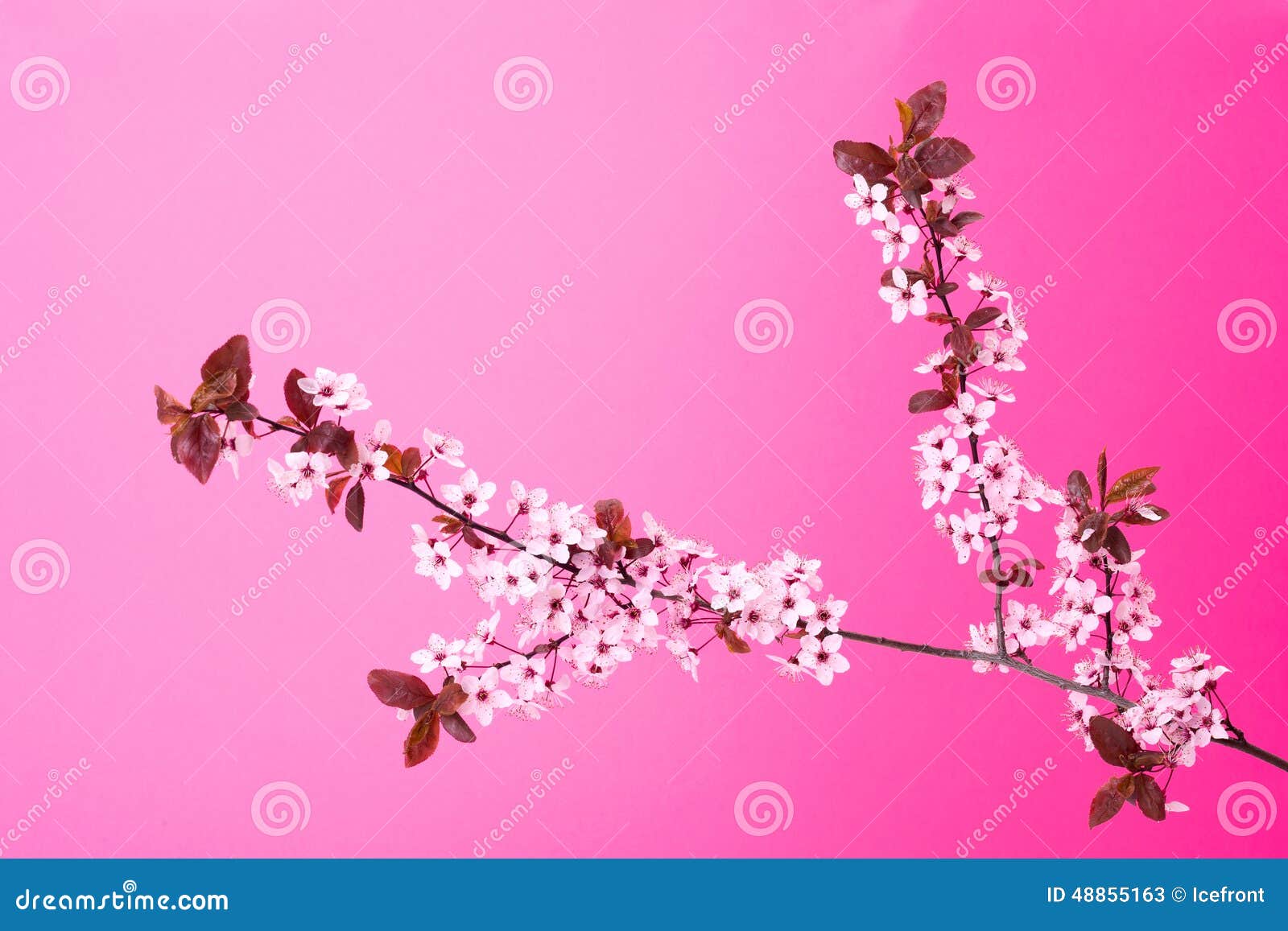 Blooming Tree Branch on Pink Stock Image - Image of background, flare ...