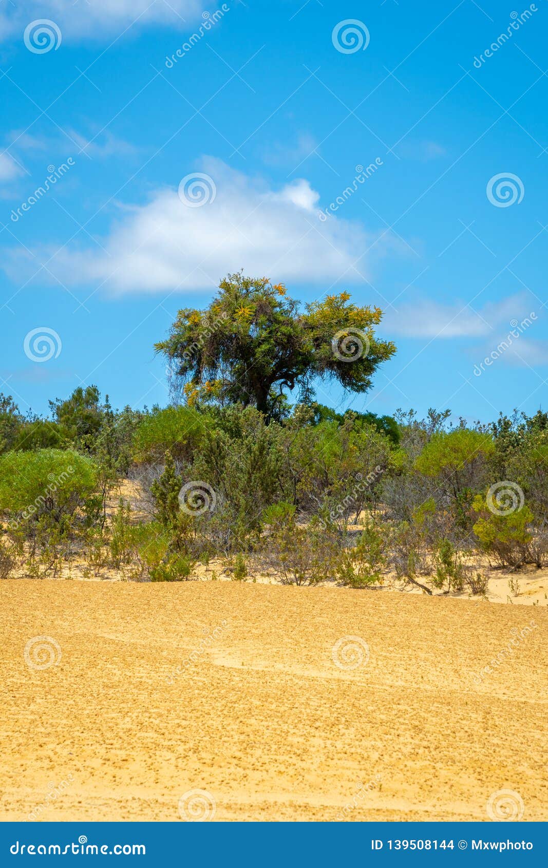 Blooming Tree in the Desert of Western Australia at the Pinnacles Stock ...