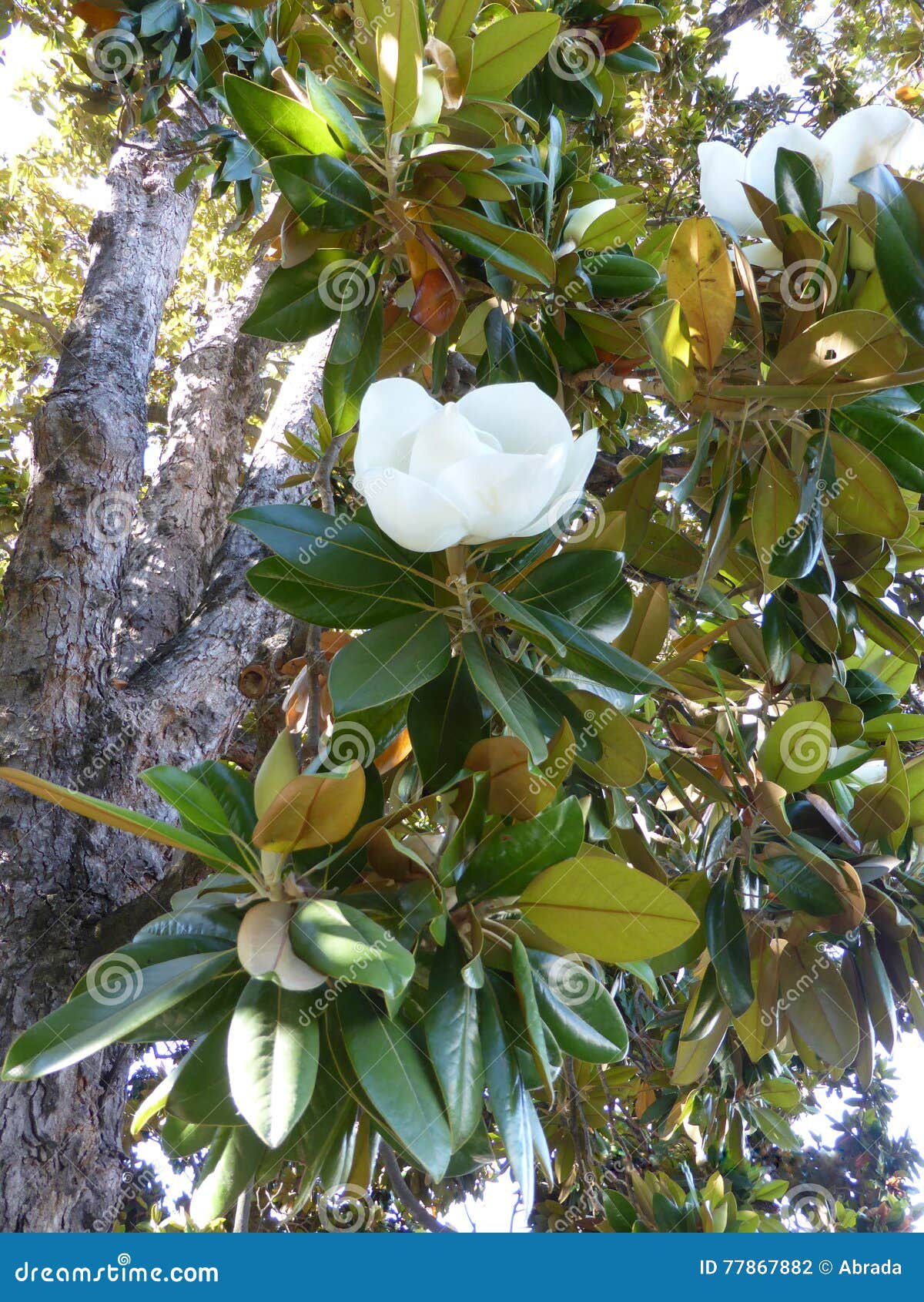Blooming tree Fikus stock photo. Image of june, nature - 77867882