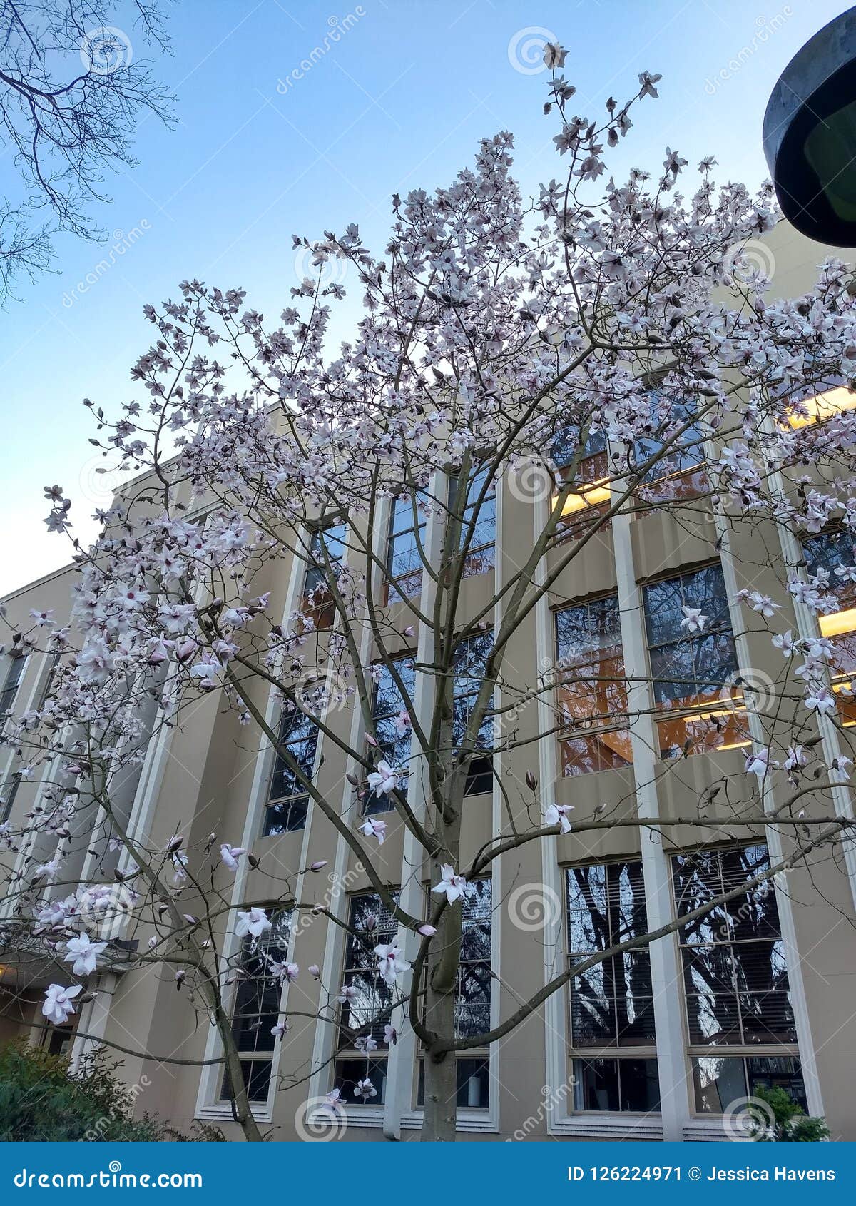 Blooming Tree stock image. Image of college, tree, building - 126224971