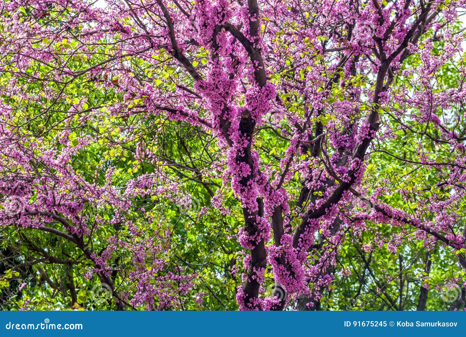 Blooming Tree with Pink Flowers Stock Image - Image of colorful ...