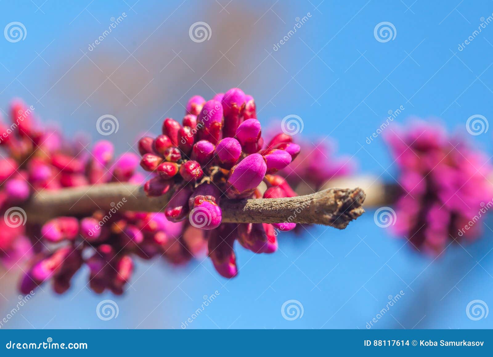 Blooming Tree with Pink Flowers Buds in Spring Stock Photo - Image of ...