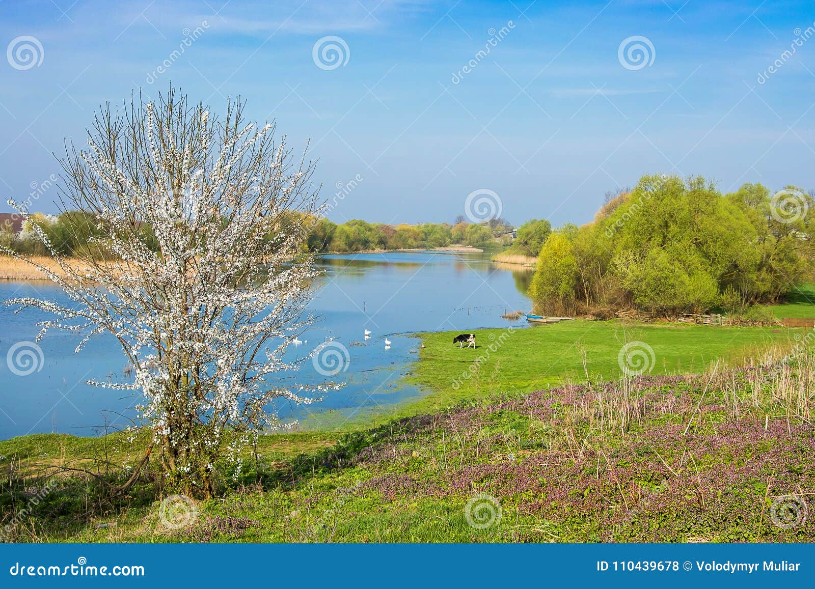 Blooming Tree on the River Bank, Ecologically Clean Place_ Stock Photo ...