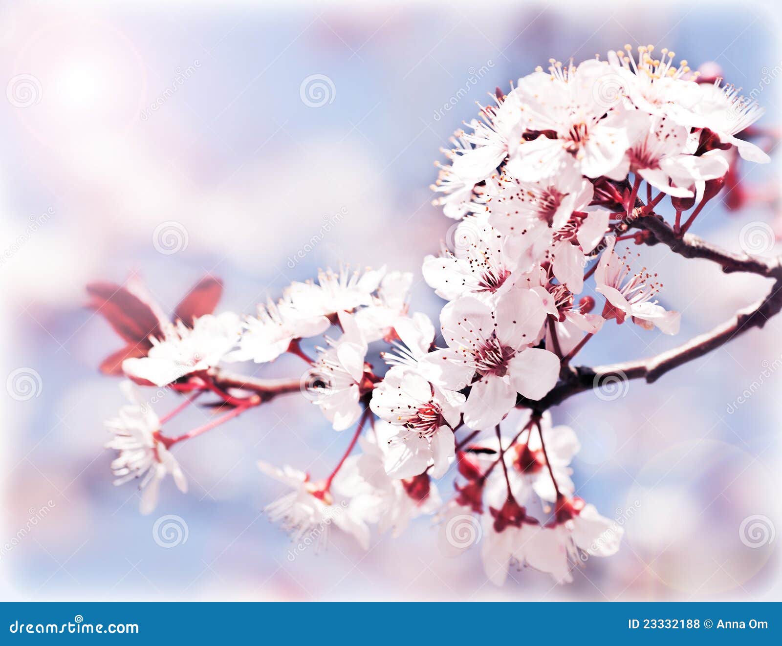 Blooming tree at spring stock photo. Image of branch - 23332188