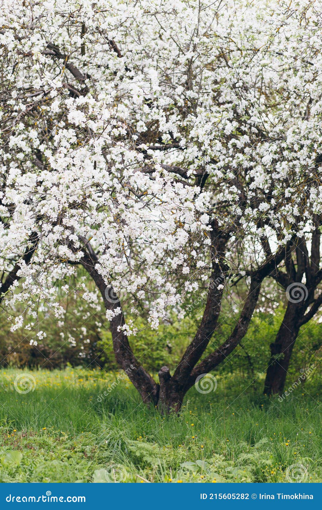 Blooming Tree in a Spring Apple Orchard Stock Photo - Image of blooming ...