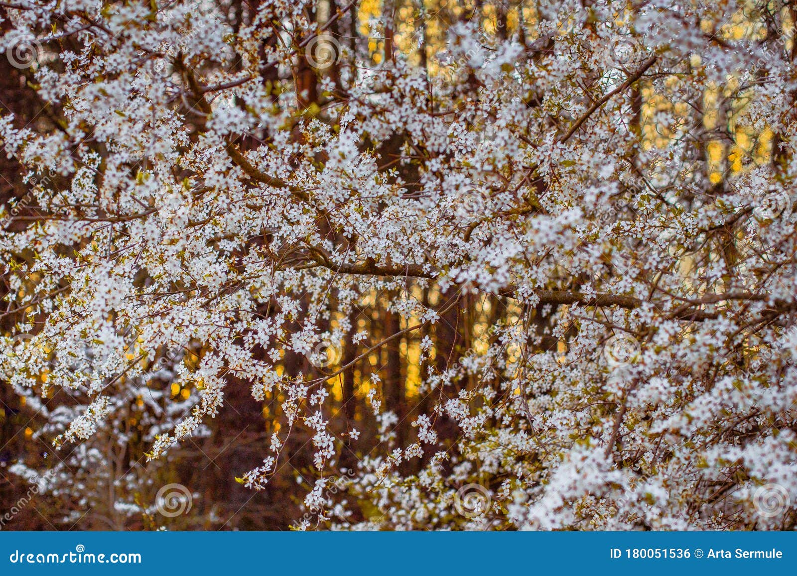 Blooming Tree in Spring. Blooming Buds and Flowers on a Tree Branch ...