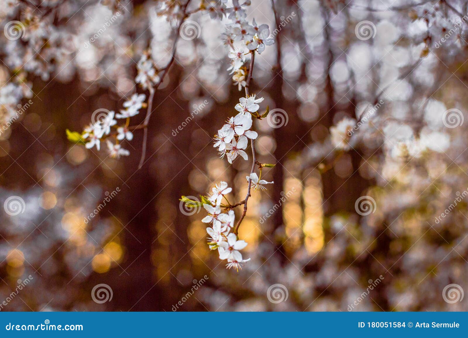Blooming Tree in Spring. Blooming Buds and Flowers on a Tree Branch ...