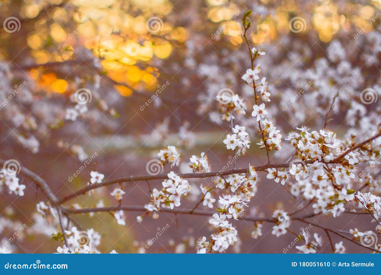 Blooming Tree in Spring. Blooming Buds and Flowers on a Tree Branch ...
