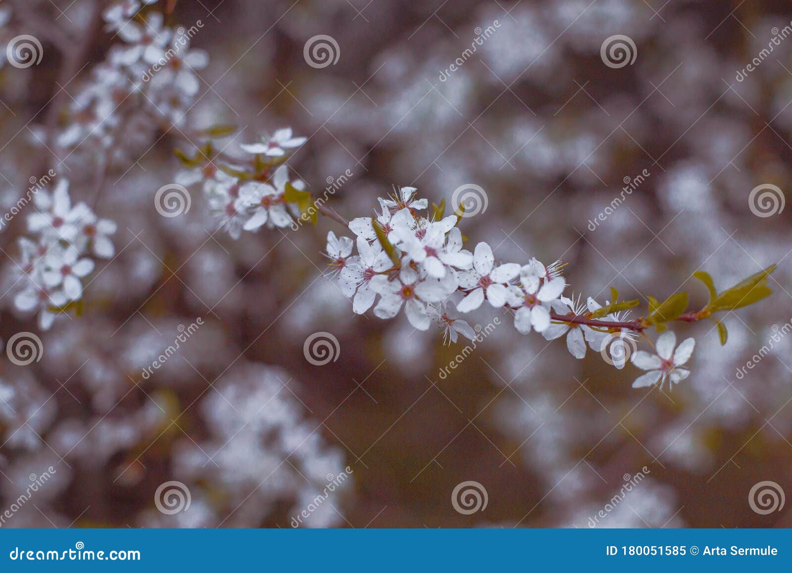 Blooming Tree in Spring. Blooming Buds and Flowers on a Tree Branch ...