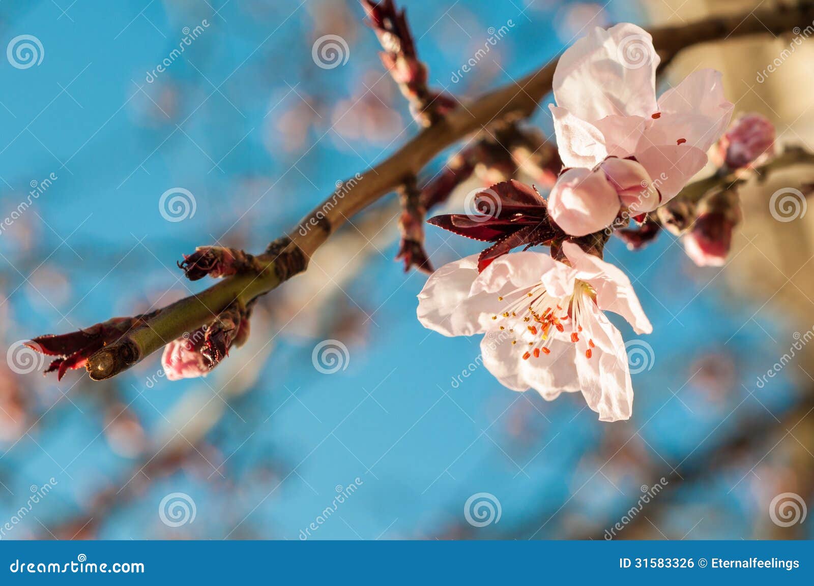 Blooming tree at spring stock photo. Image of close, agriculture - 31583326