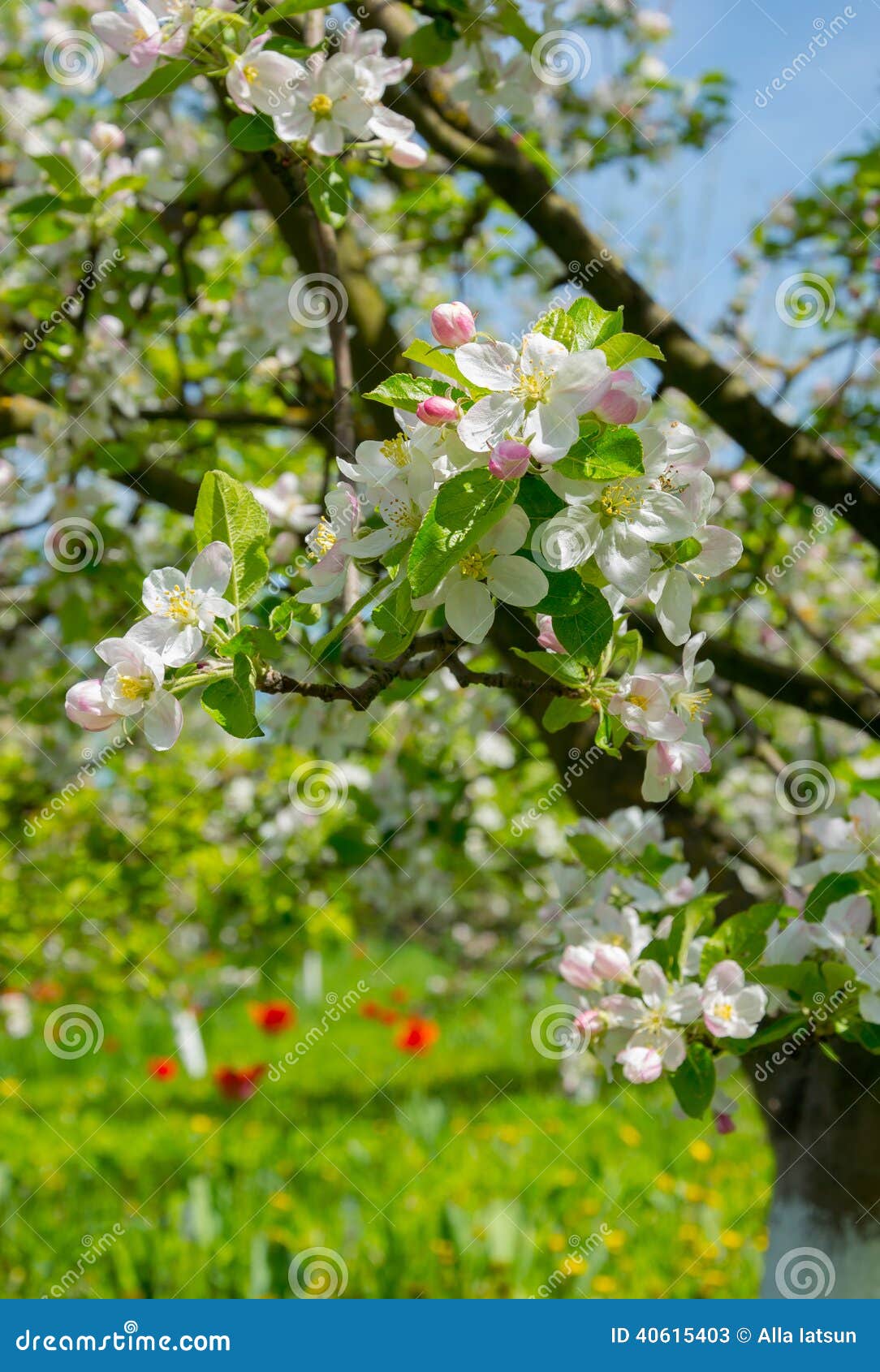 Blooming Tree in Spring Garden Stock Image - Image of corn, blue: 40615403