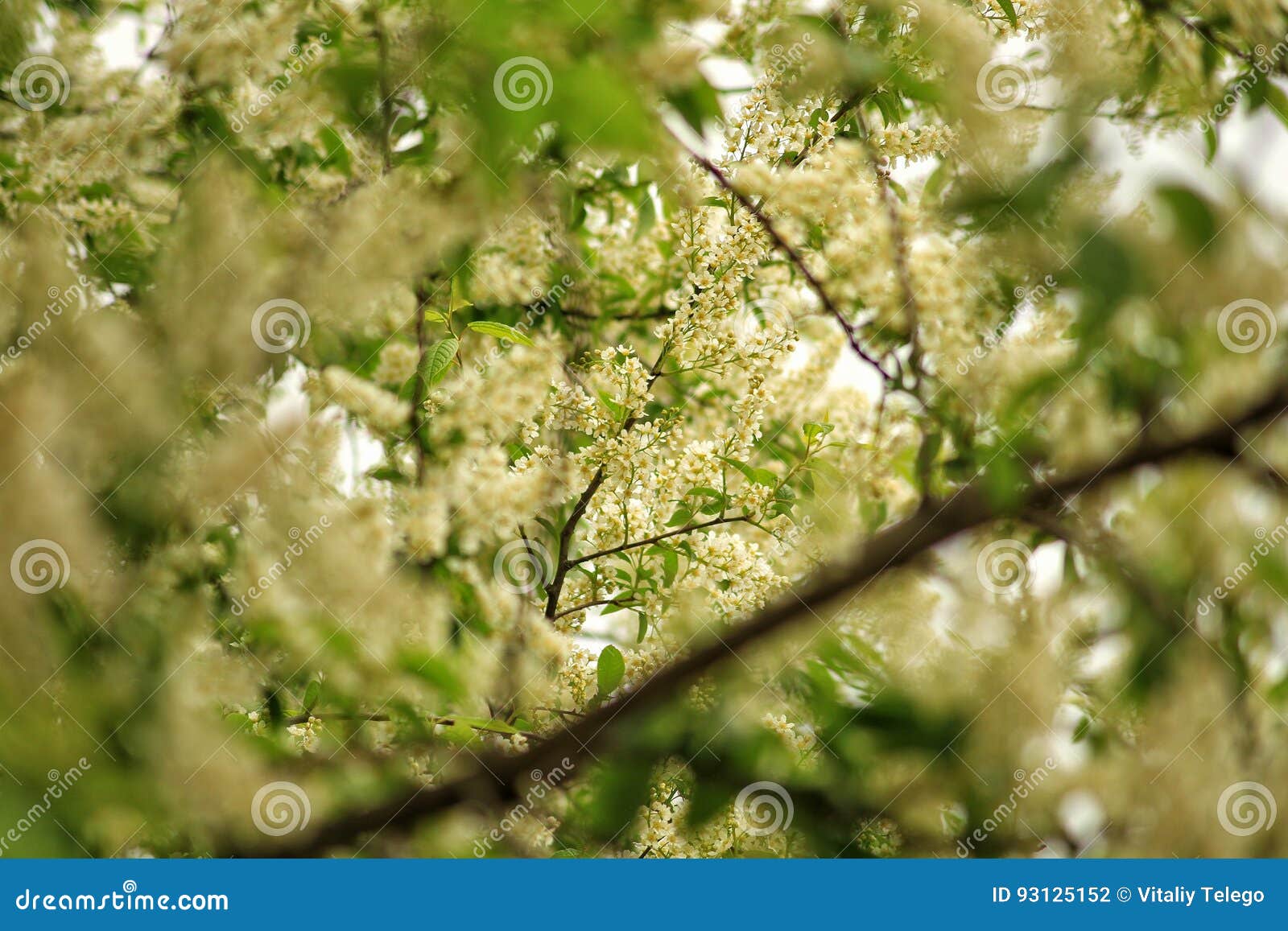 Blooming tree stock photo. Image of trees, bloom, branches - 93125152