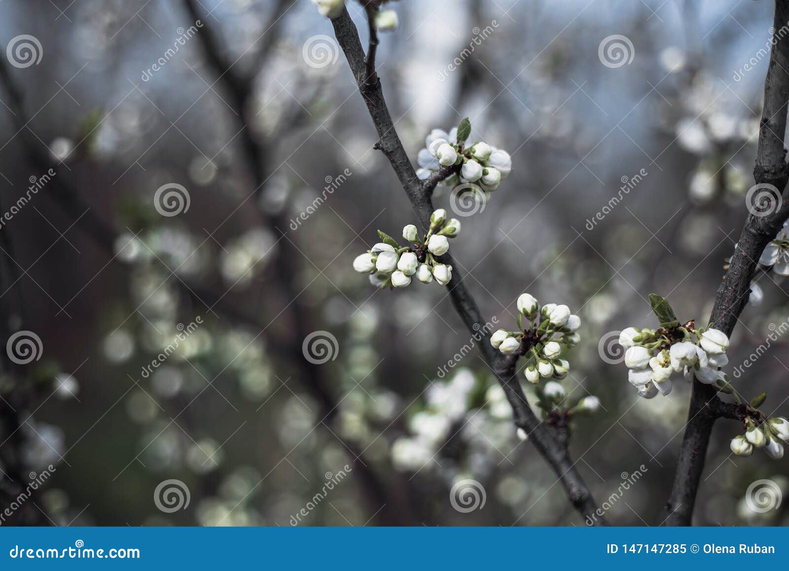 Blooming Tree in Spring Time Stock Image - Image of close, landscape ...