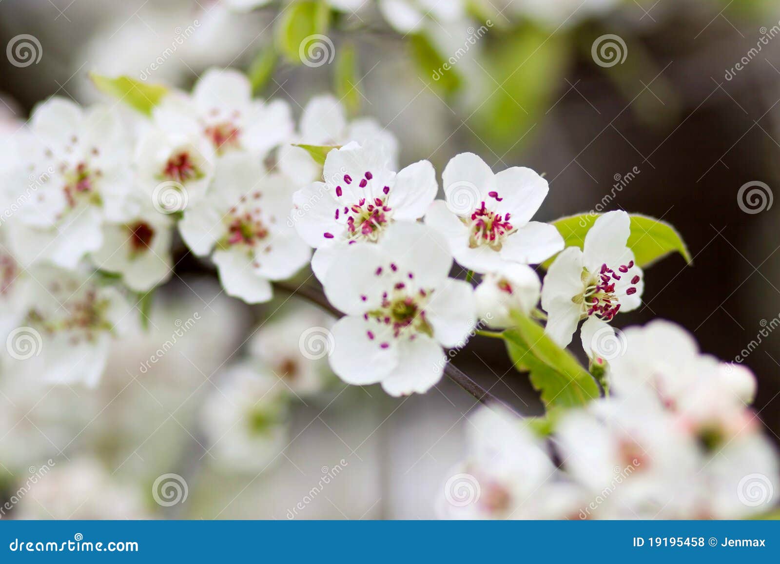 Blooming Tree in Spring with White Flowers Stock Photo - Image of bloom ...
