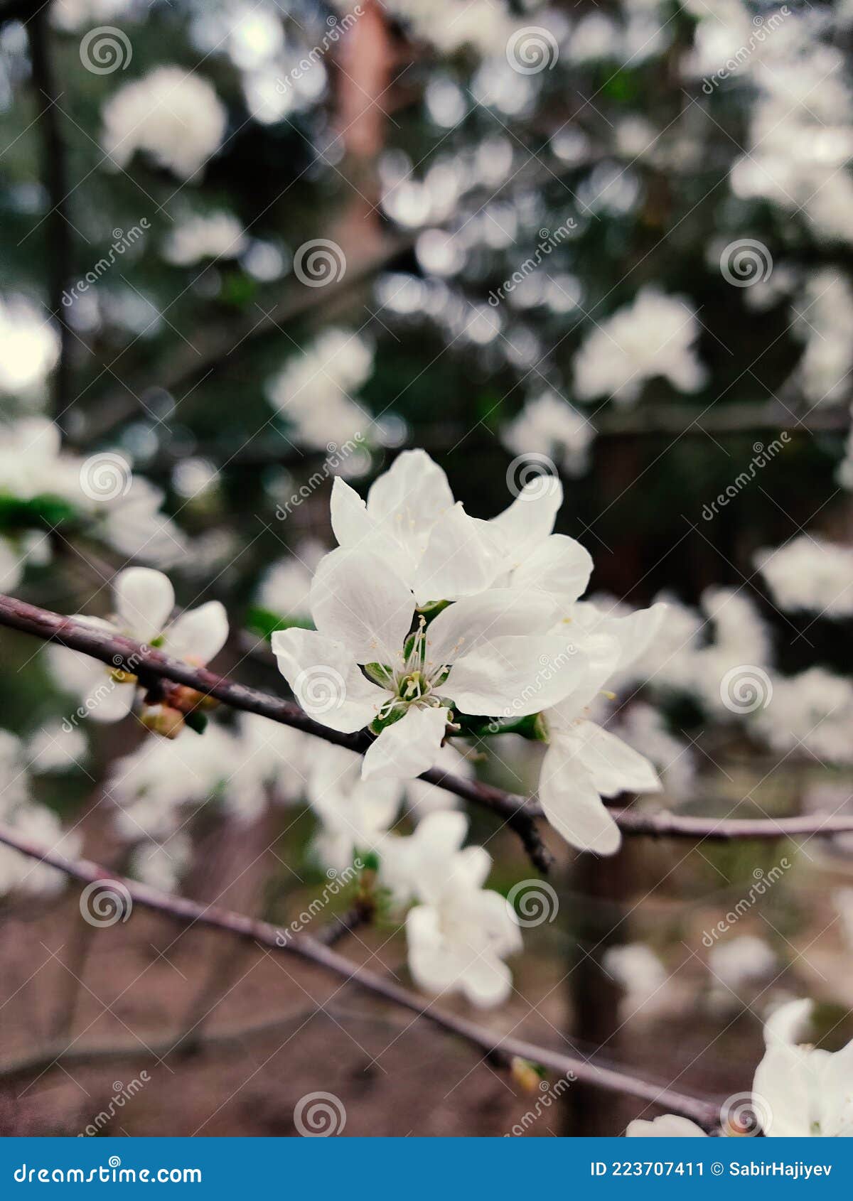 Blooming Tree with White Flowers Stock Image - Image of blossom, salad ...