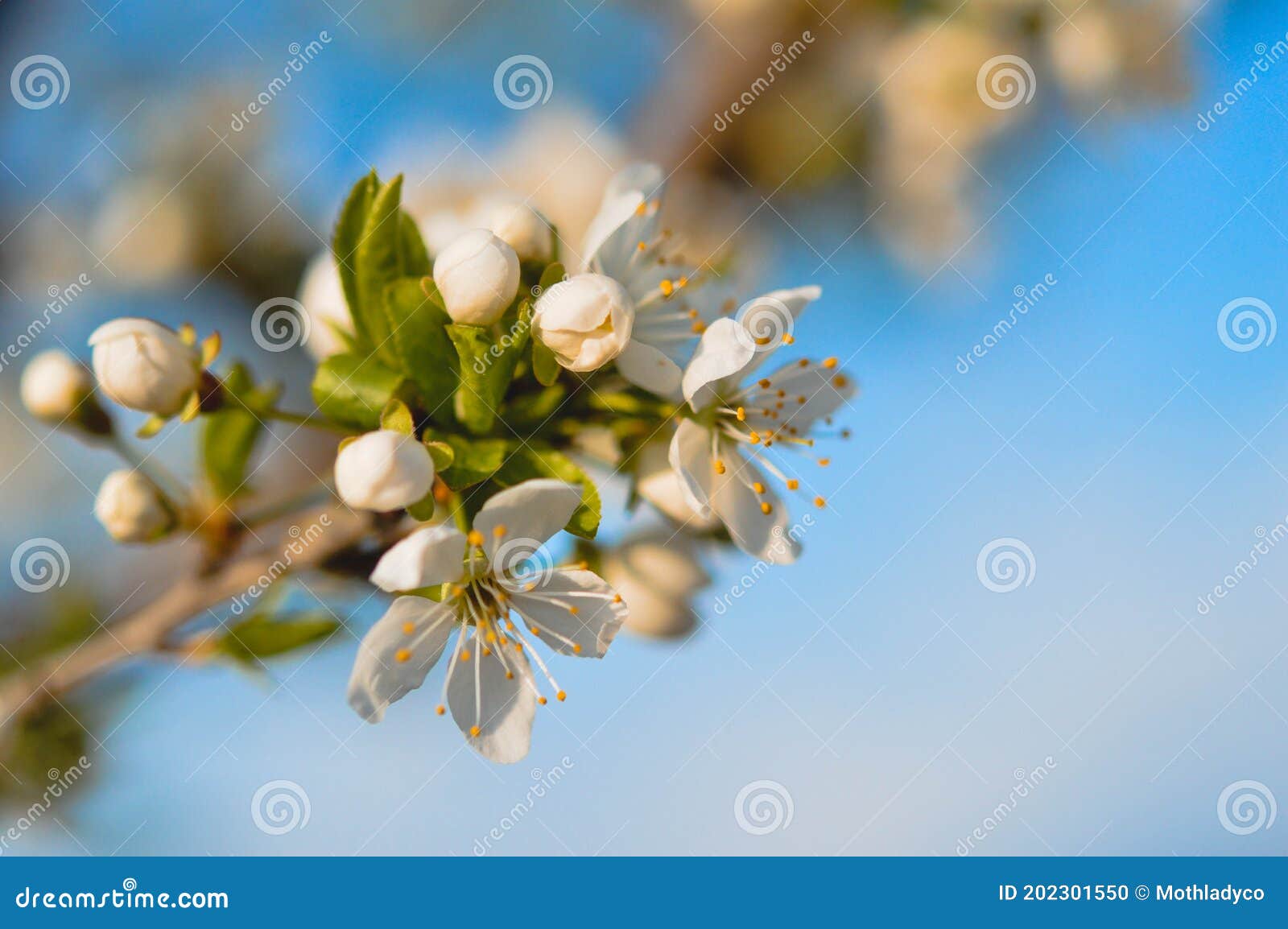 Blooming Tree White Spring Flowers Stock Photo - Image of field, pretty ...