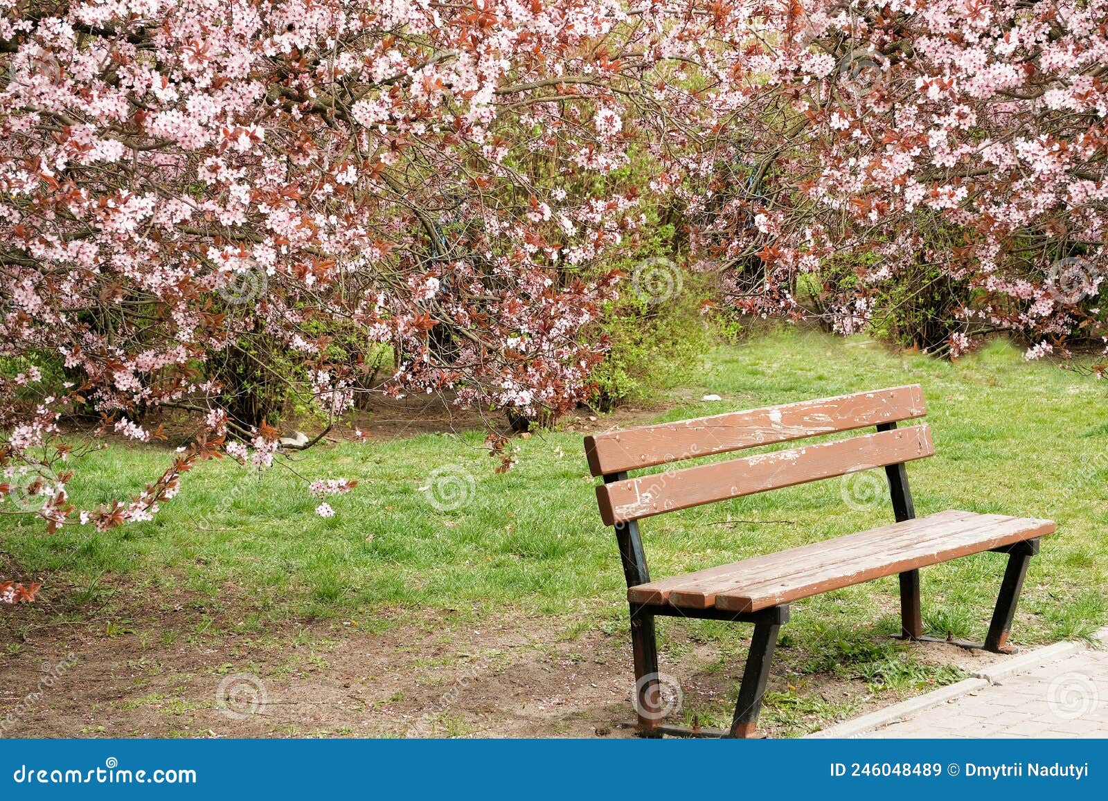 Blooming Trees. Bench Against the Backdrop of Flowering Trees Stock ...