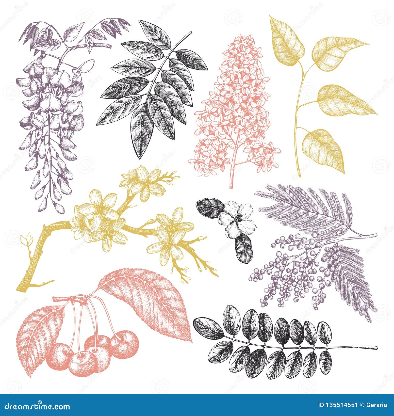 Vector Set of Hand Drawn Blossoming Trees Illustration. Spring Design ...