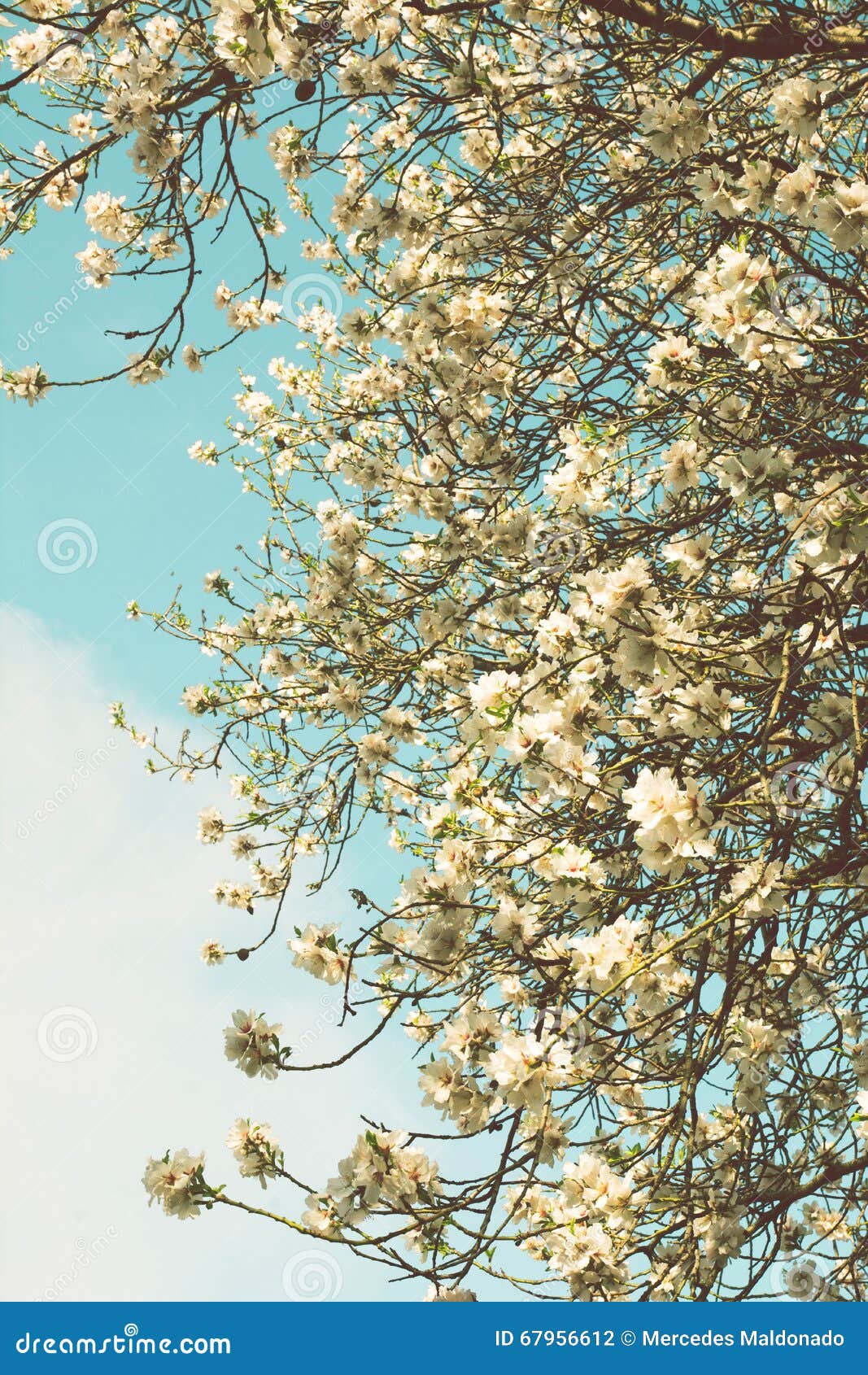 Blooming Trees on Field in Spring in the Forest Stock Photo - Image of ...