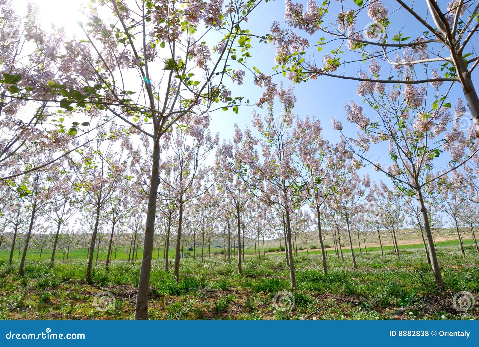 Blooming trees at spring stock photo. Image of petals - 8882838