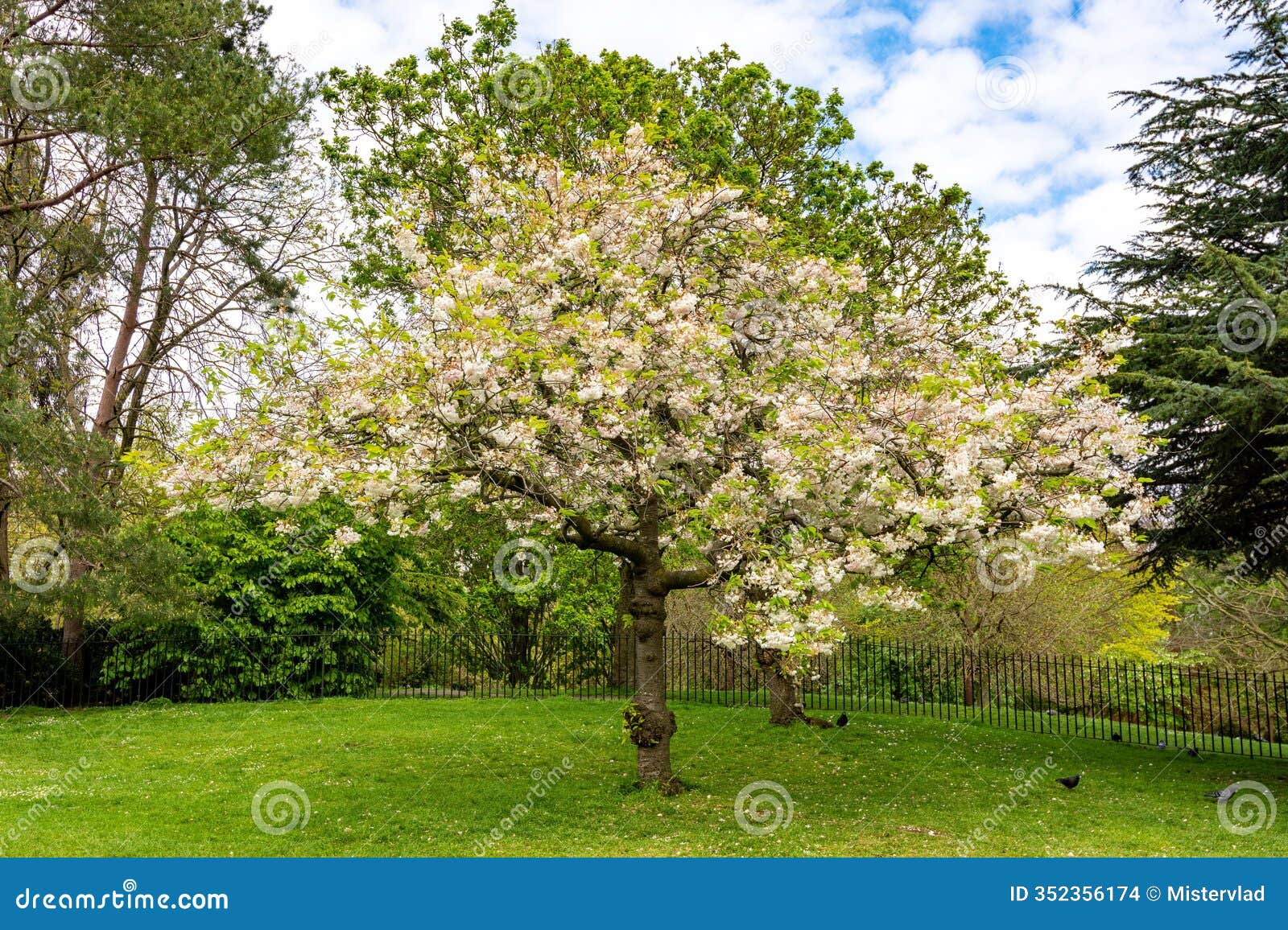 Blooming Trees in Spring in Hyde Park, London, UK Stock Illustration ...