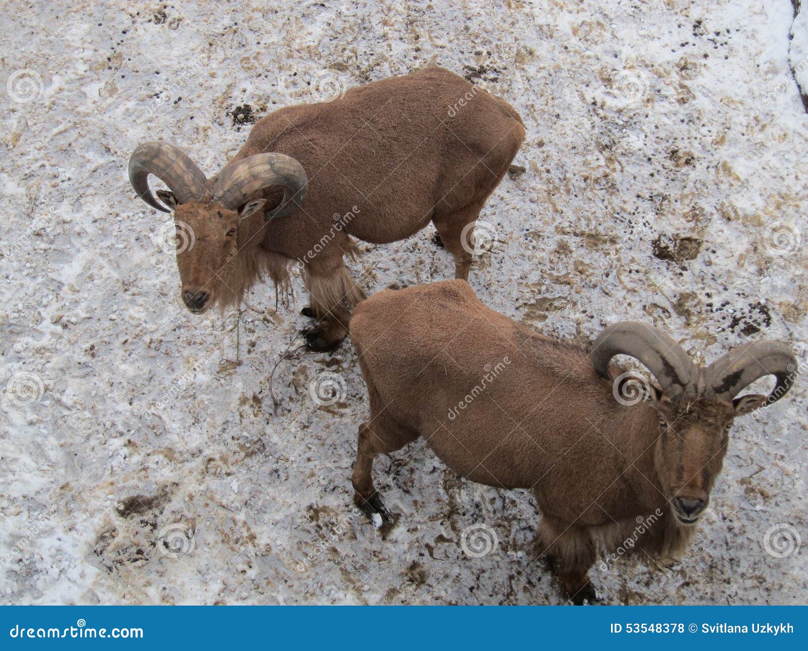 Animals stock photo. Image of brown, horn, winter, rams - 53548378