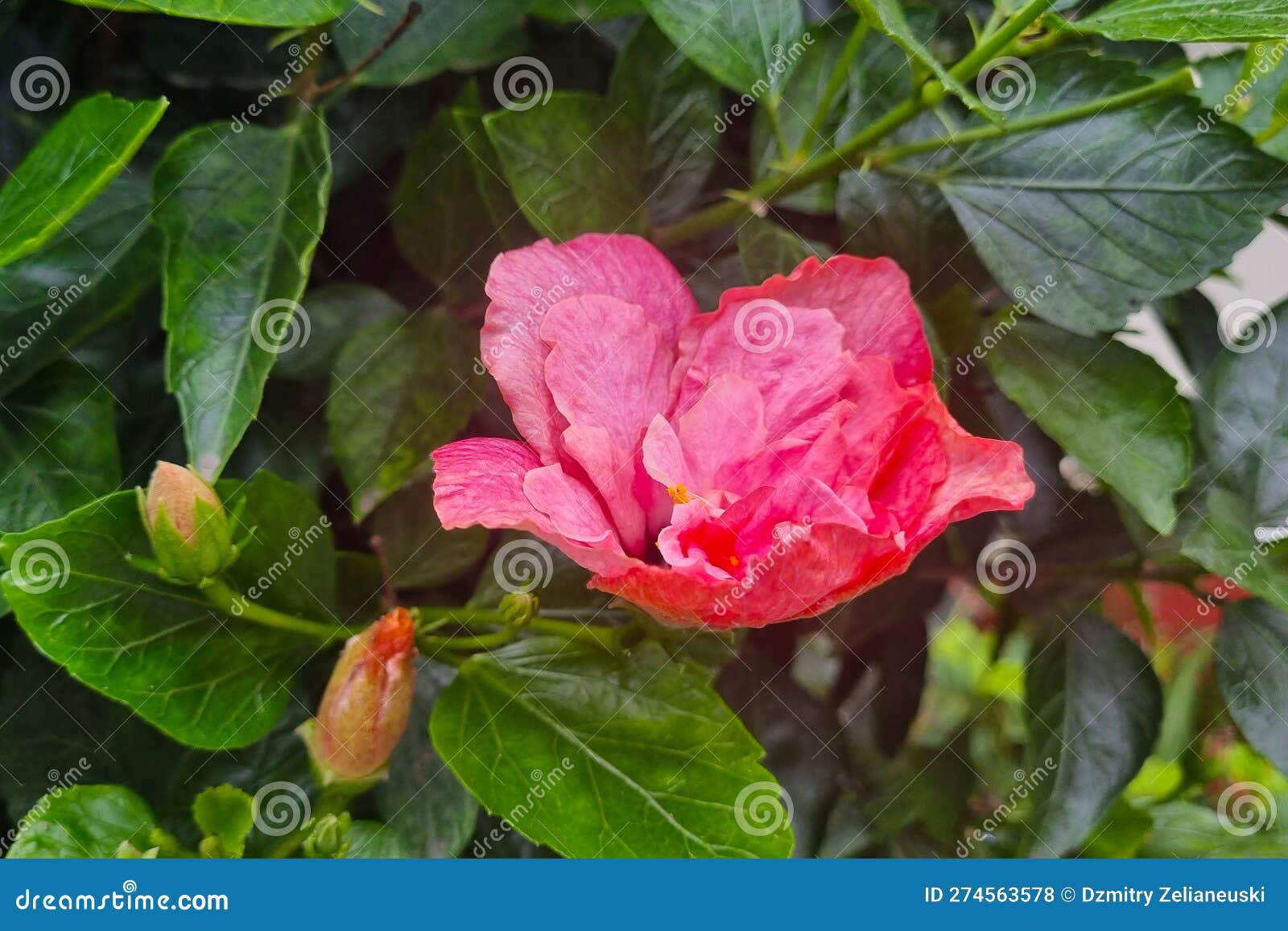 A Blooming Tropical Garden in the Spring. a Flowering Flower on a Tree ...