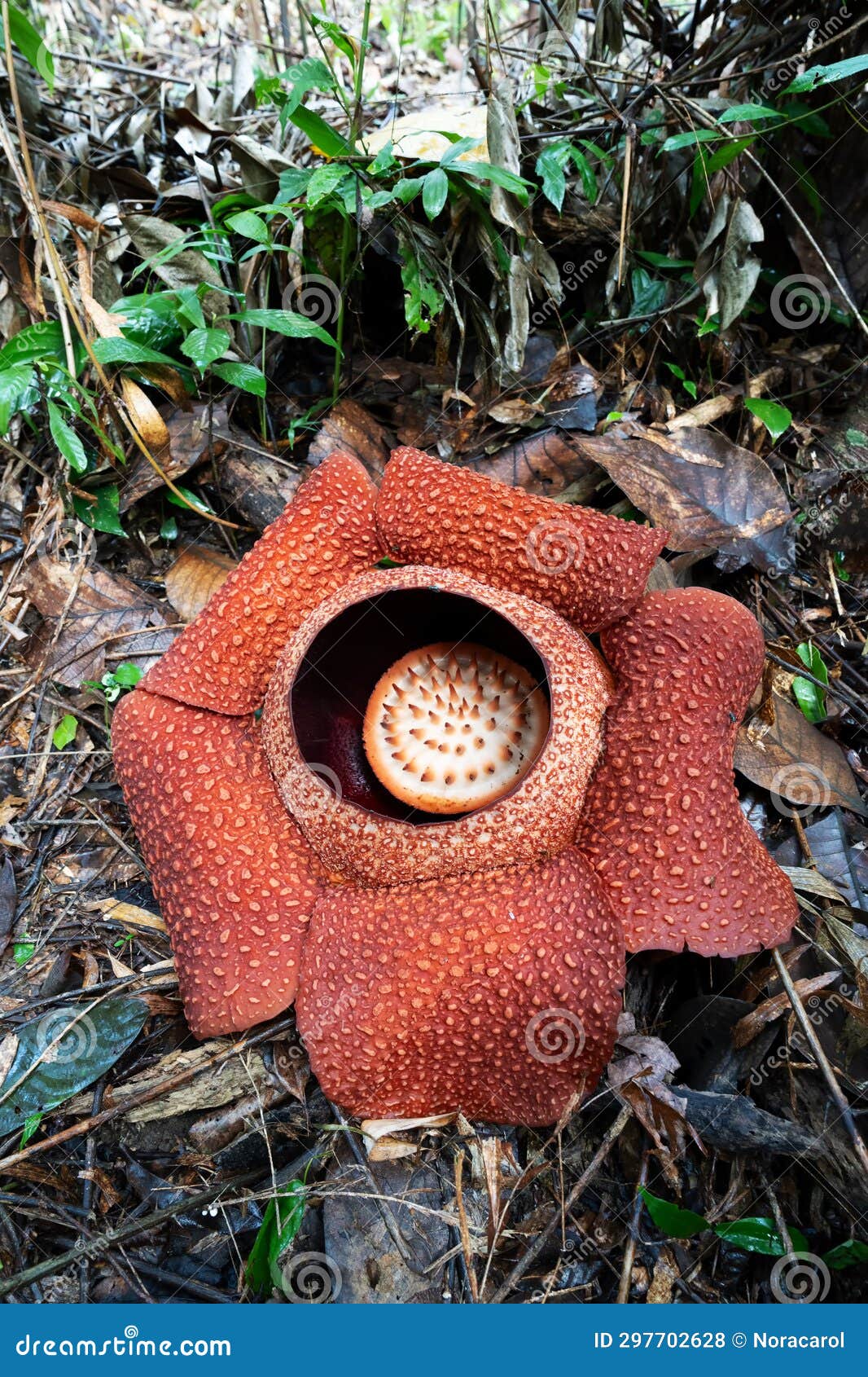 Blooming Tropical Giant Flower Rafflesia Keithii Also Know As Corpse ...