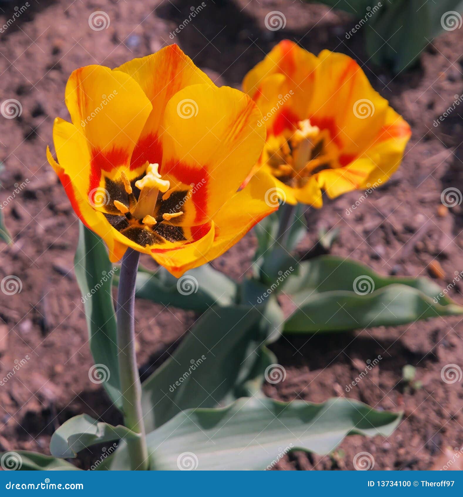 Blooming Tulip stock photo. Image of garden, nature, flower - 13734100