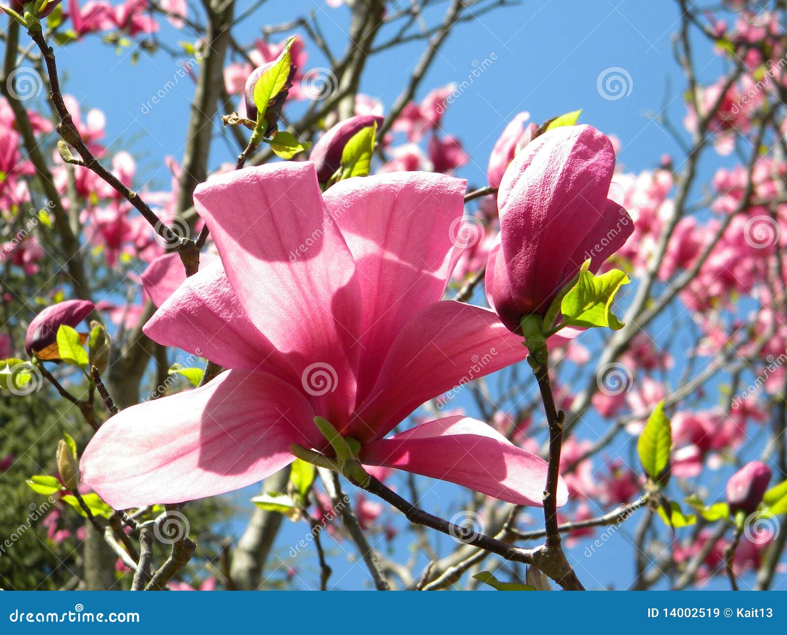 Blooming Tulip Tree stock image. Image of branch, close - 14002519