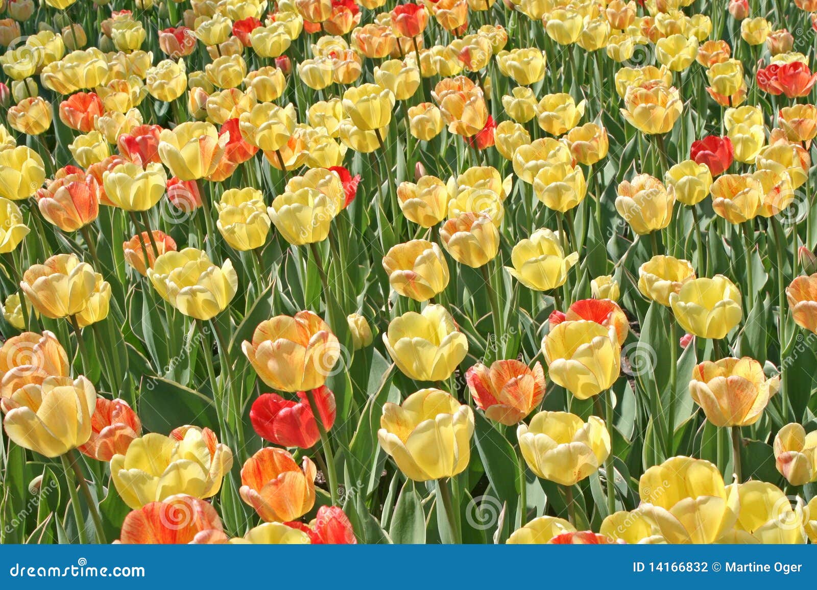 Blooming tulips. stock photo. Image of horticulture, field - 14166832