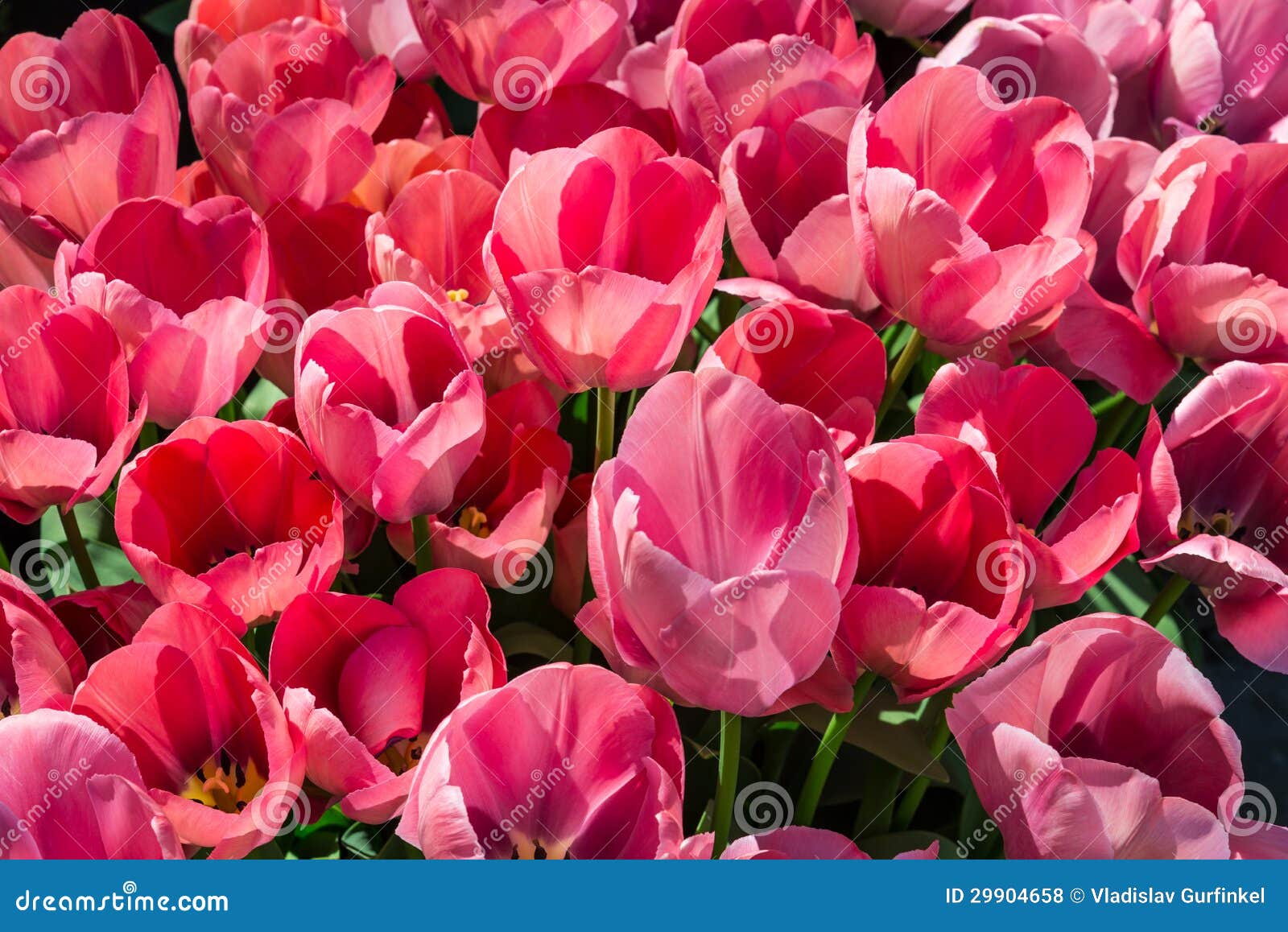 Blooming tulips stock photo. Image of blossom, spring - 29904658