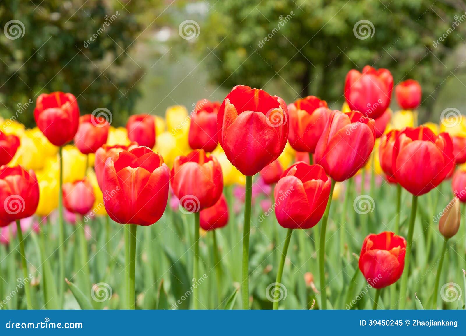 Blooming tulips stock image. Image of petal, field, beauty - 39450245