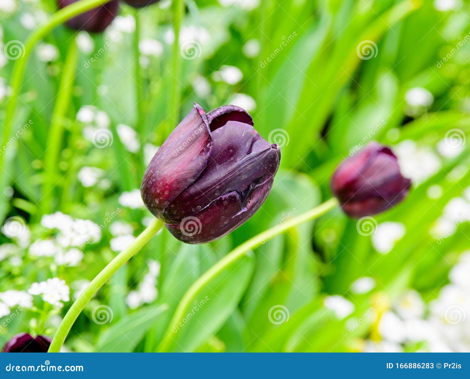 Blooming tulips stock image. Image of blossom, green - 166886283
