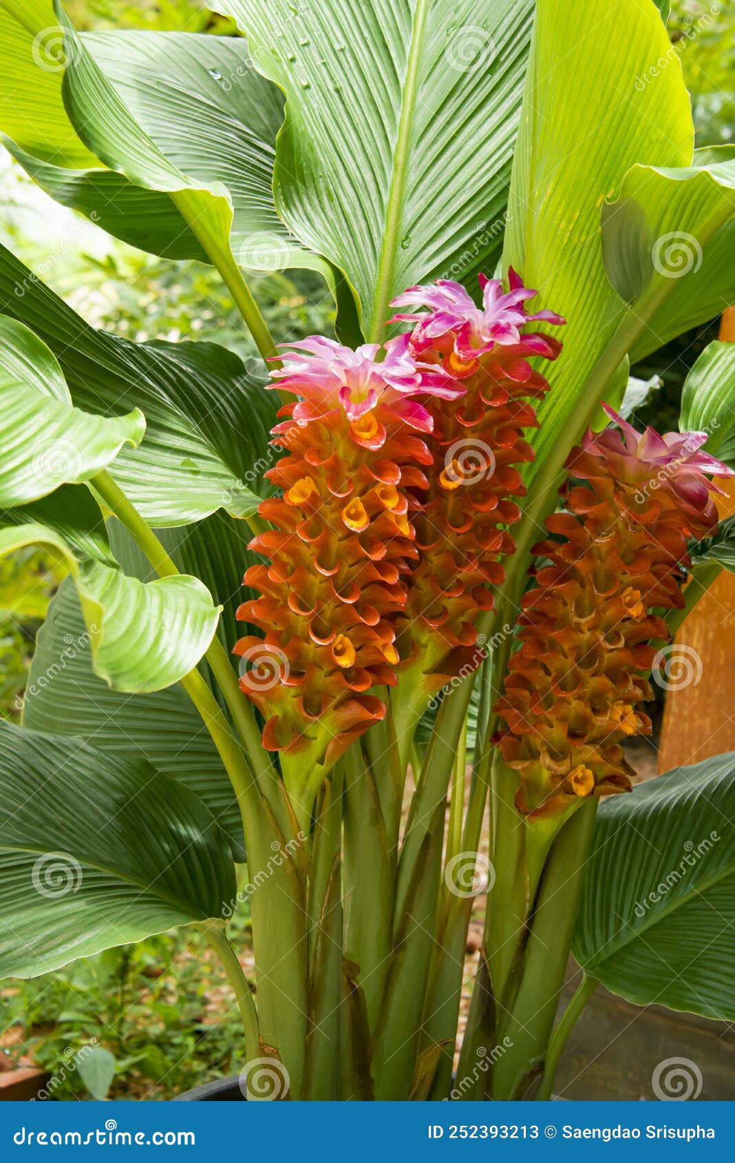 Turmeric stock image. Image of grow, asian, crocus, blooming - 252393213