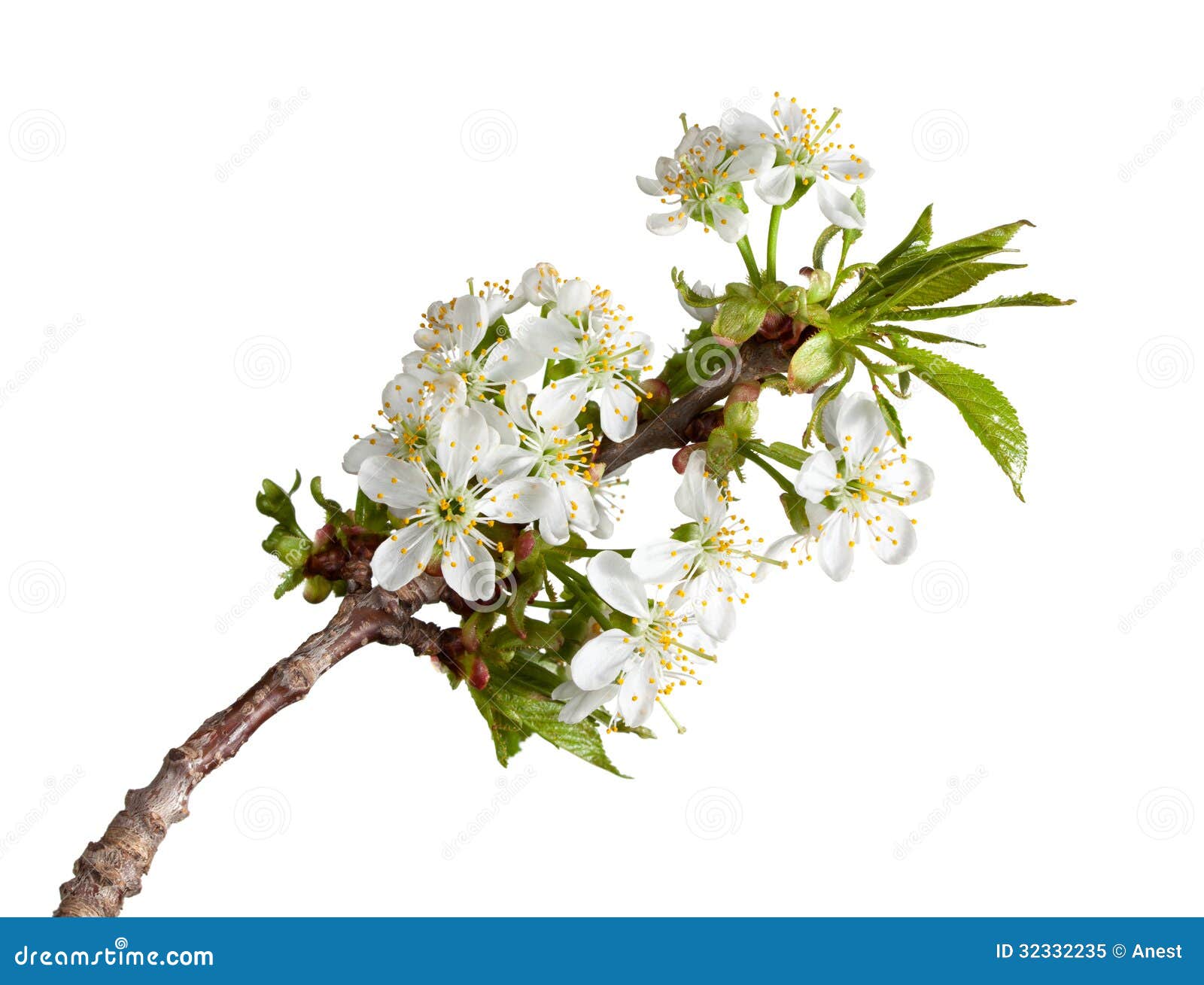Blooming twig at spring stock image. Image of detail - 32332235