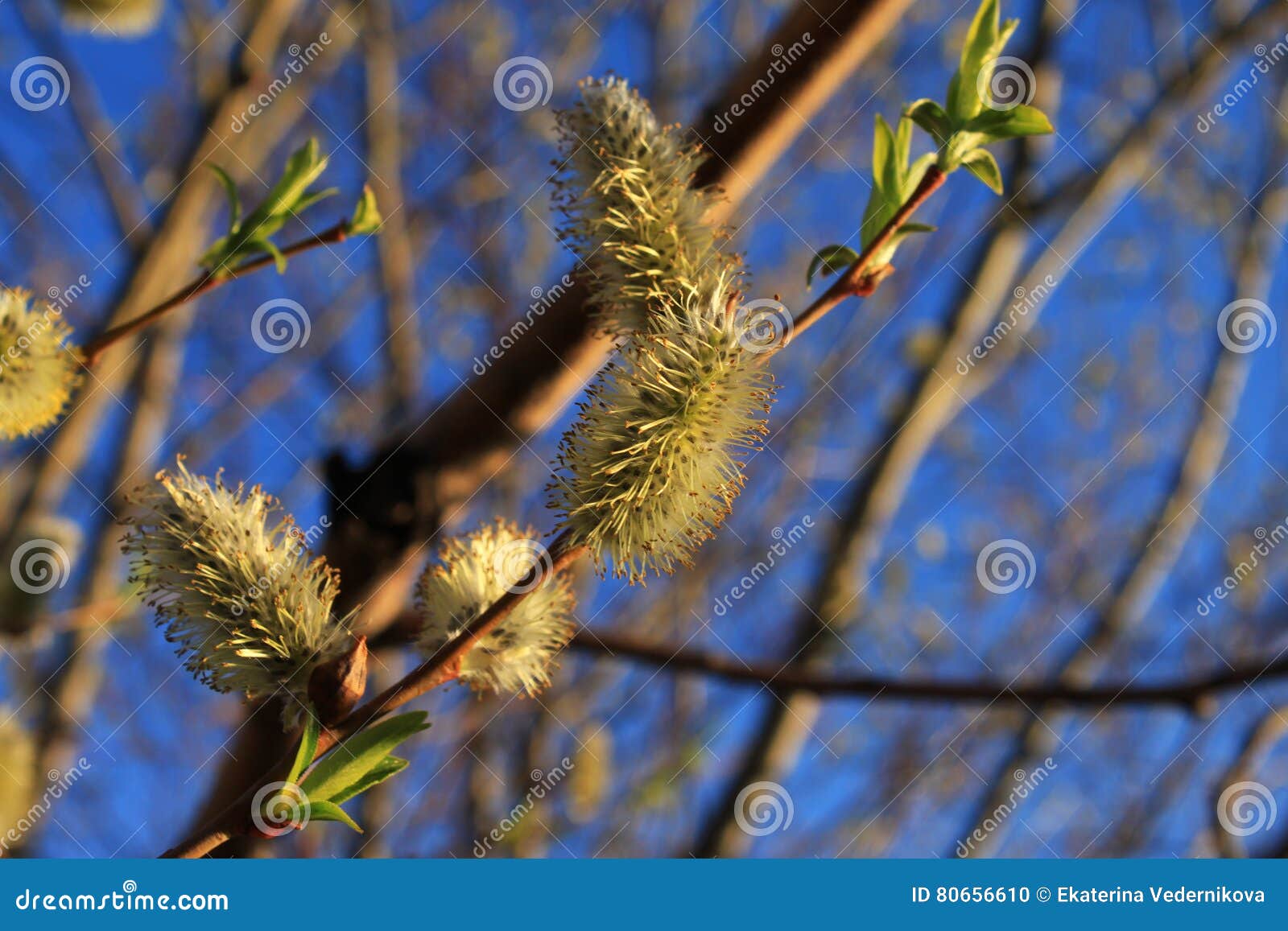 Blooming twig willow stock photo. Image of color, fluffy - 80656610