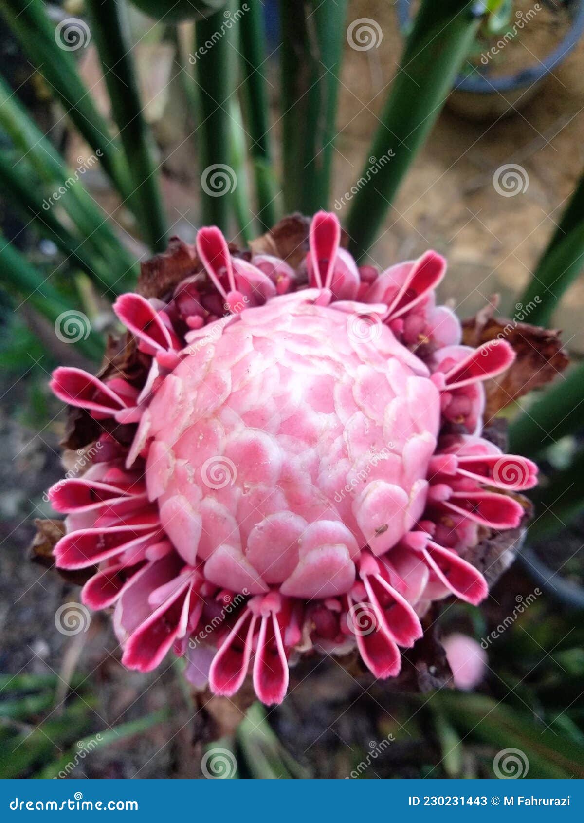 Blooming Unji Flower stock image. Image of plant, blossom - 230231443